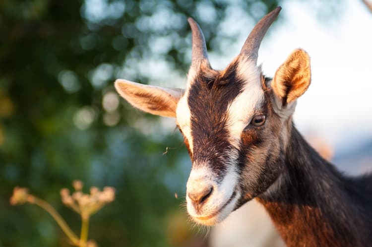 Nigerian Dwarf Goat: Complete Breed Guide 2025 | Dairy Production ...