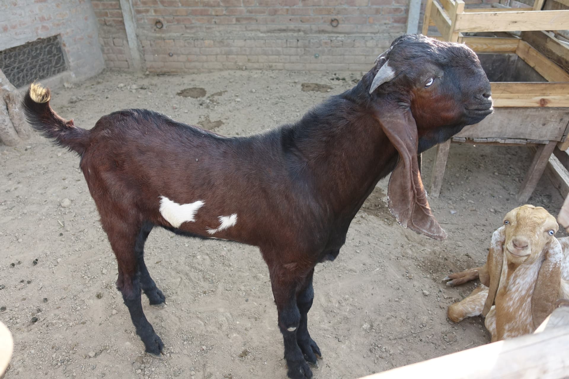 Beetal Goat: Complete Breed Guide 2025 | Dual Purpose Production ...