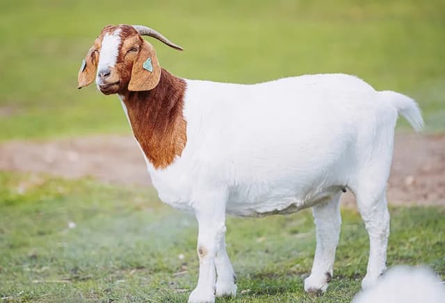 Spanish Goat: Complete Breed Guide 2025 | Meat Production | Carefree Goats