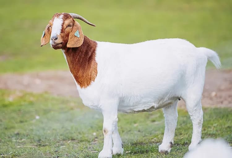 Fainting Goat Goat: Complete Breed Guide 2025 | Meat Production ...