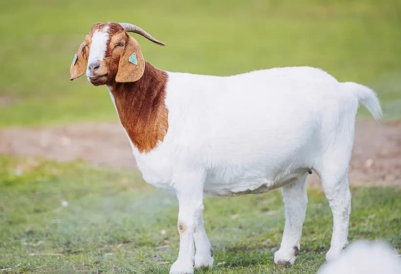 Boer Goat: Complete Breed Guide 2025 | Meat Production | Carefree Goats