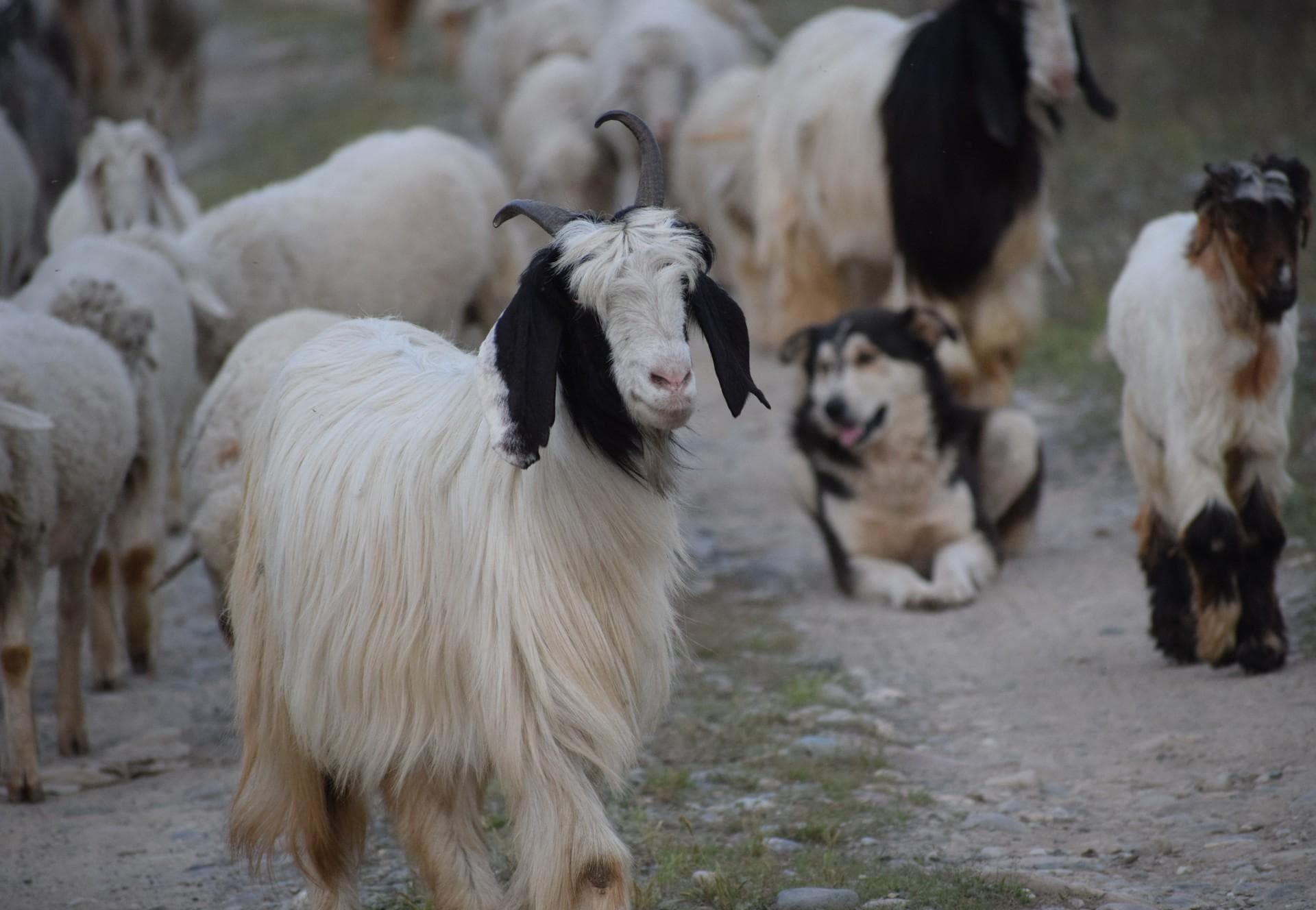 Angora Goat: Complete Breed Guide 2025 | Fiber Production | Carefree Goats