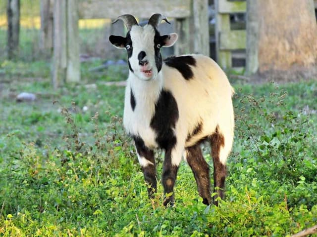 Spanish Goat: Complete Breed Guide 2025 | Meat Production | Carefree Goats