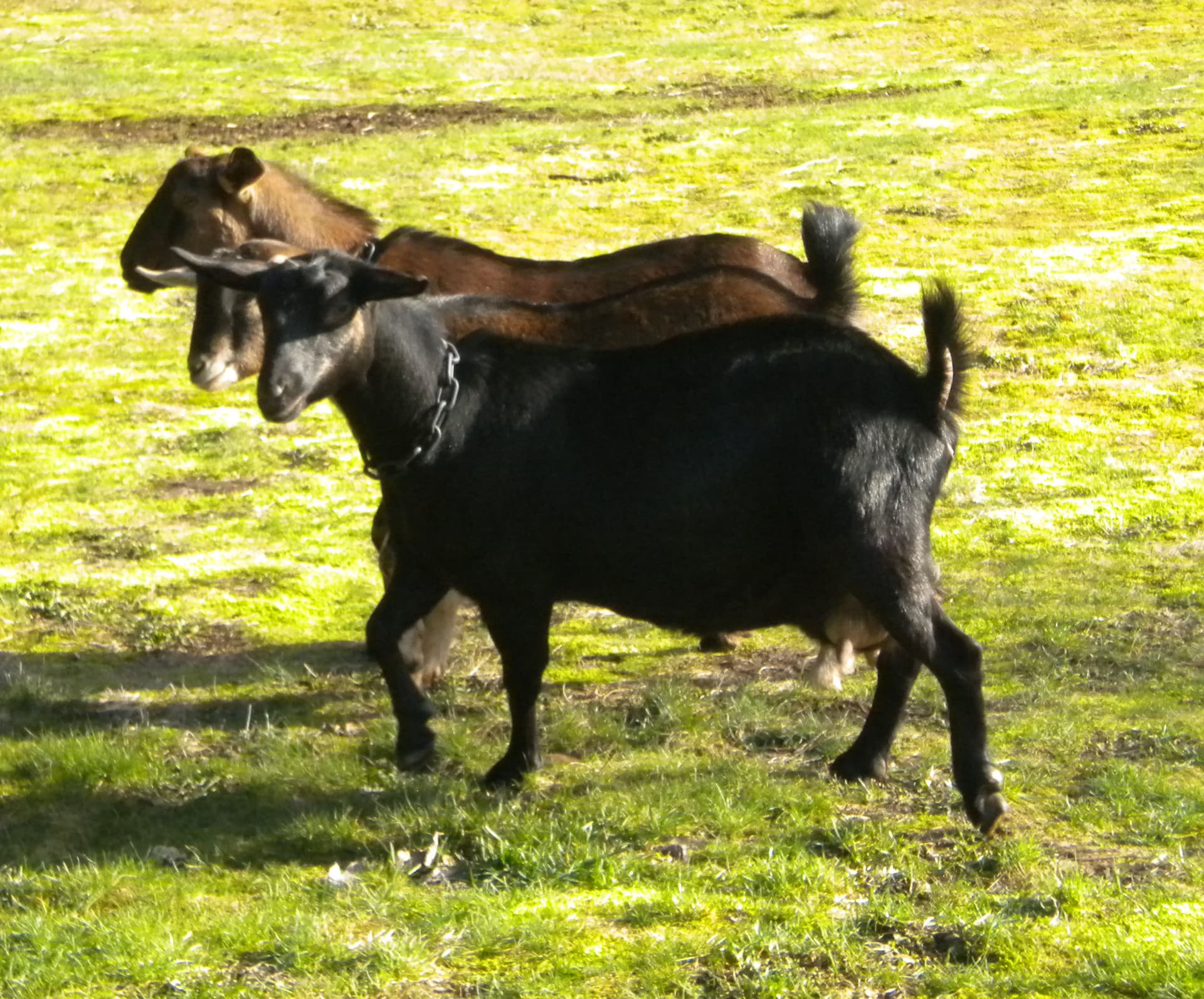 Kinder Goat: Complete Breed Guide 2025 | Dual Purpose Production ...