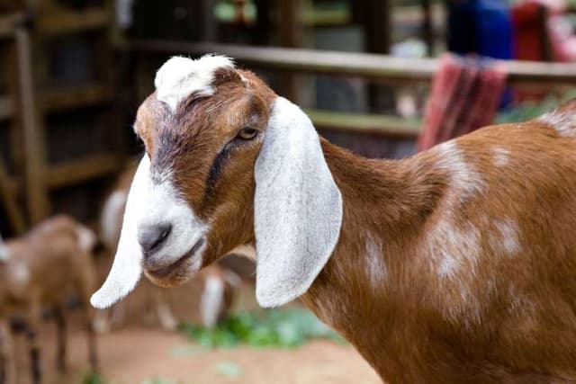 Nubian Goat: Complete Breed Guide 2025 | Dairy Production | Carefree Goats