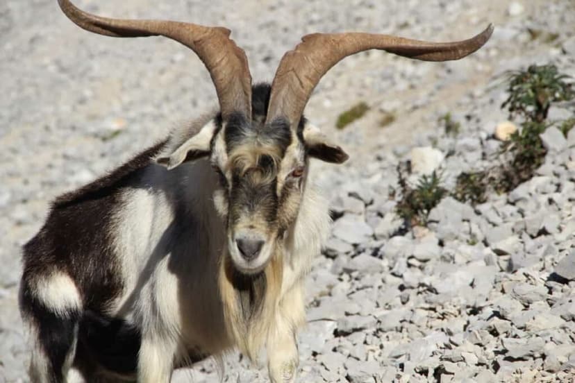 Kiko Goat: Complete Breed Guide 2025 | Meat Production | Carefree Goats