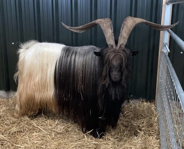 Beetal Goat: Complete Breed Guide 2025 | Dual Purpose Production ...