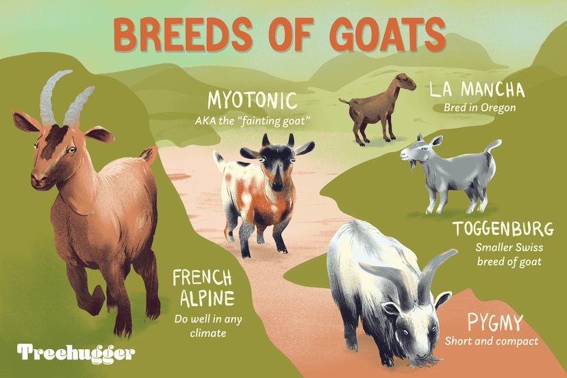 How to Milk a Goat: A Step-by-Step Guide for Beginners | Carefree Goats ...