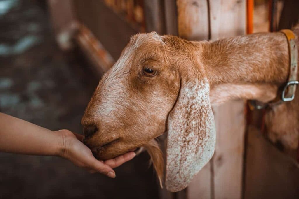 How to Treat Goat Cough: A Complete Guide to Respiratory Health ...