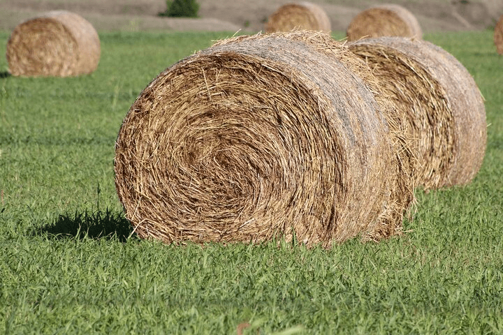 Can Goats Eat Hay? Complete Guide to Feeding Hay to Your Goats ...
