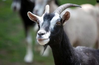 How to Train Your Goat: The Ultimate Guide to Successful Goat Training ...
