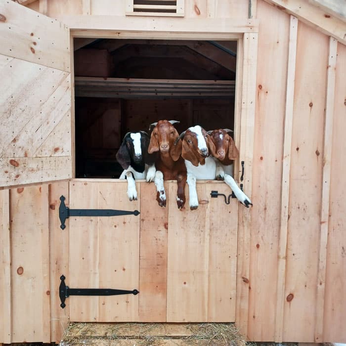 Pygmy Goat Enclosures: Complete Housing & Shelter Guide (2026 ...