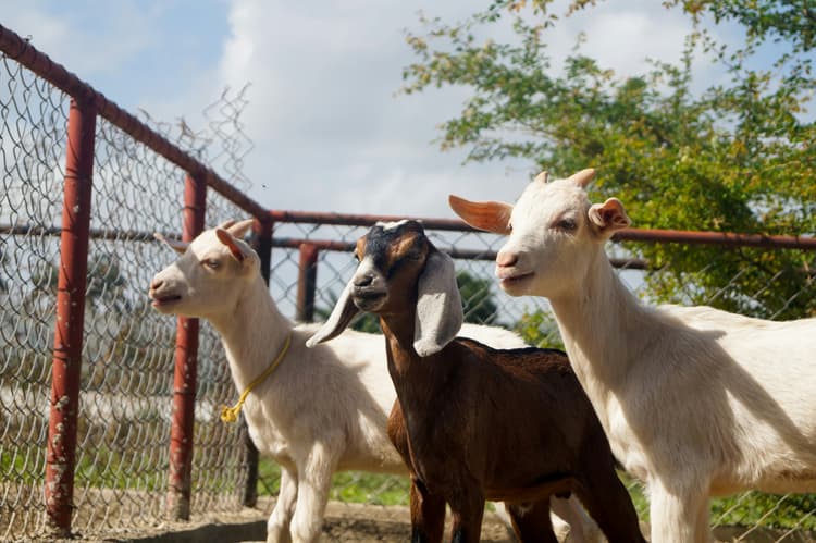 Best Hay for Goats: Top Choices for Optimal Nutrition | Carefree Goats ...