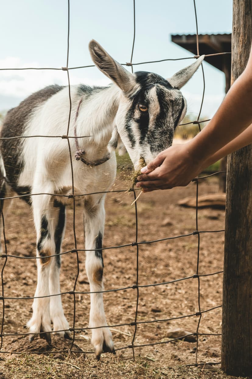 Electric Goat Fencing: Complete Setup Guide for Beginners | Carefree ...
