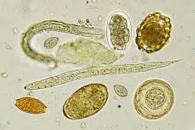How to Identify Goat Parasites: A Comprehensive Guide | Carefree Goats ...