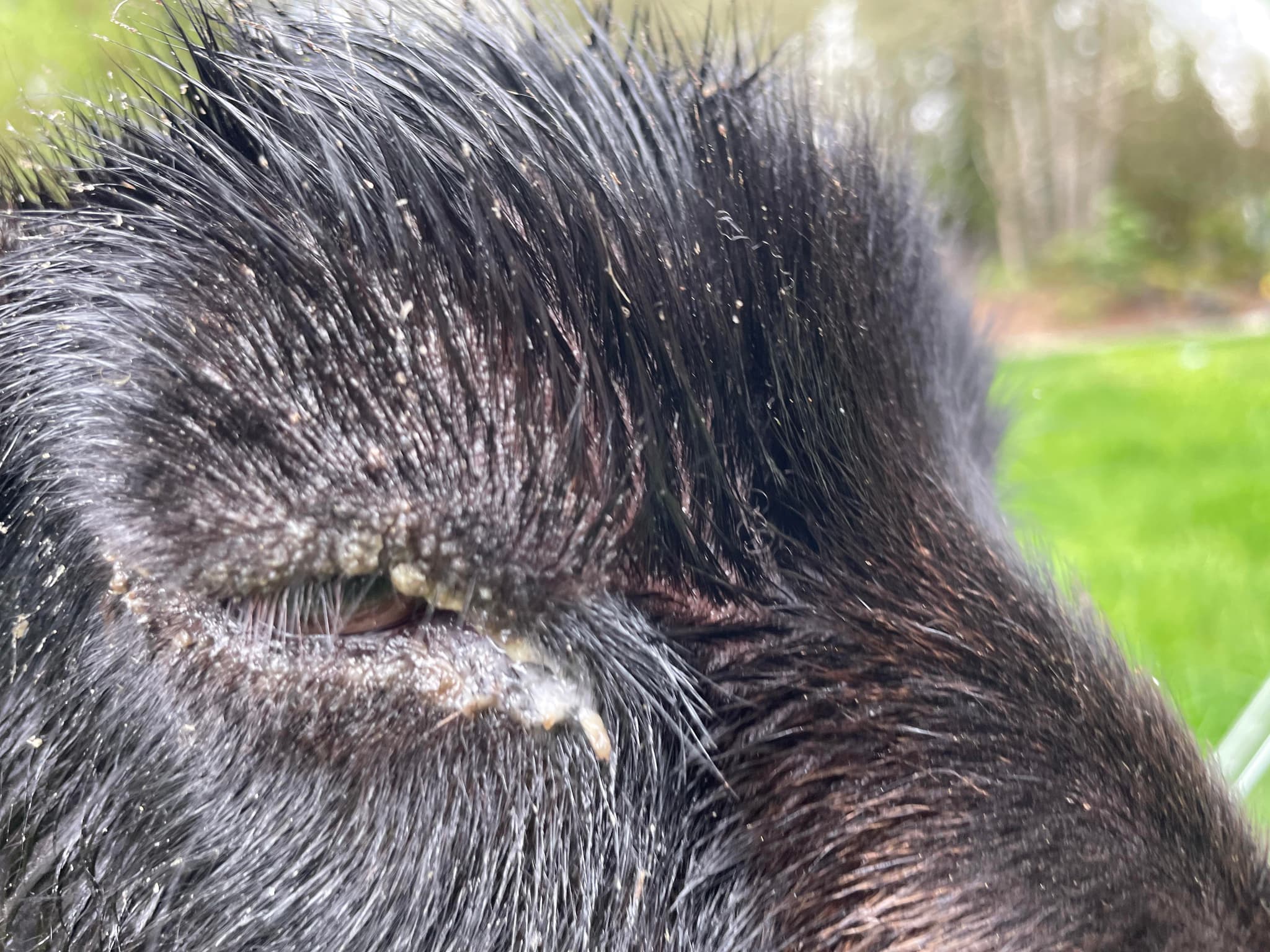 How to Treat Goat Mites | Carefree Goats | Carefree Goats