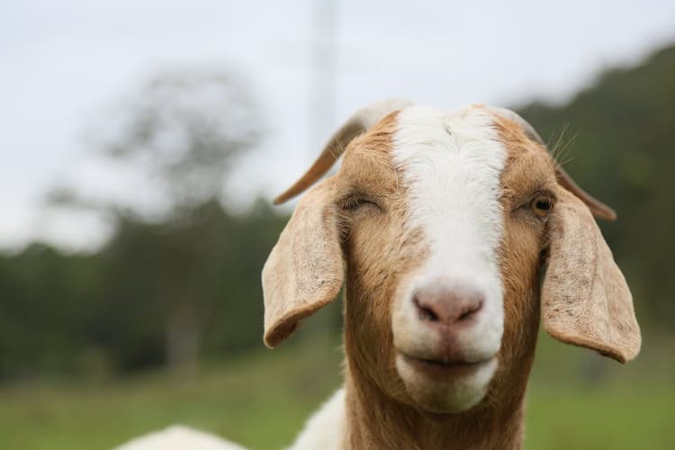 Understanding Goat Behavior: A Guide to Goat Body Language and ...