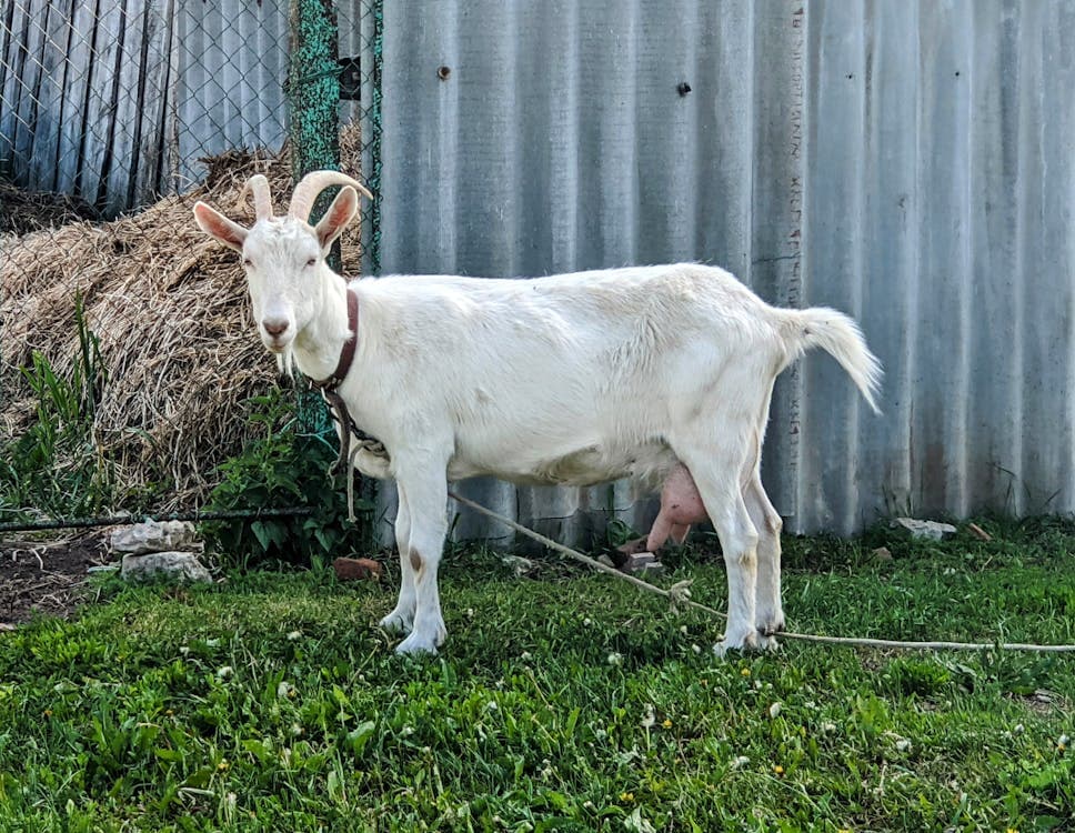 How to Build a Goat Barn: A Comprehensive Guide | Carefree Goats ...