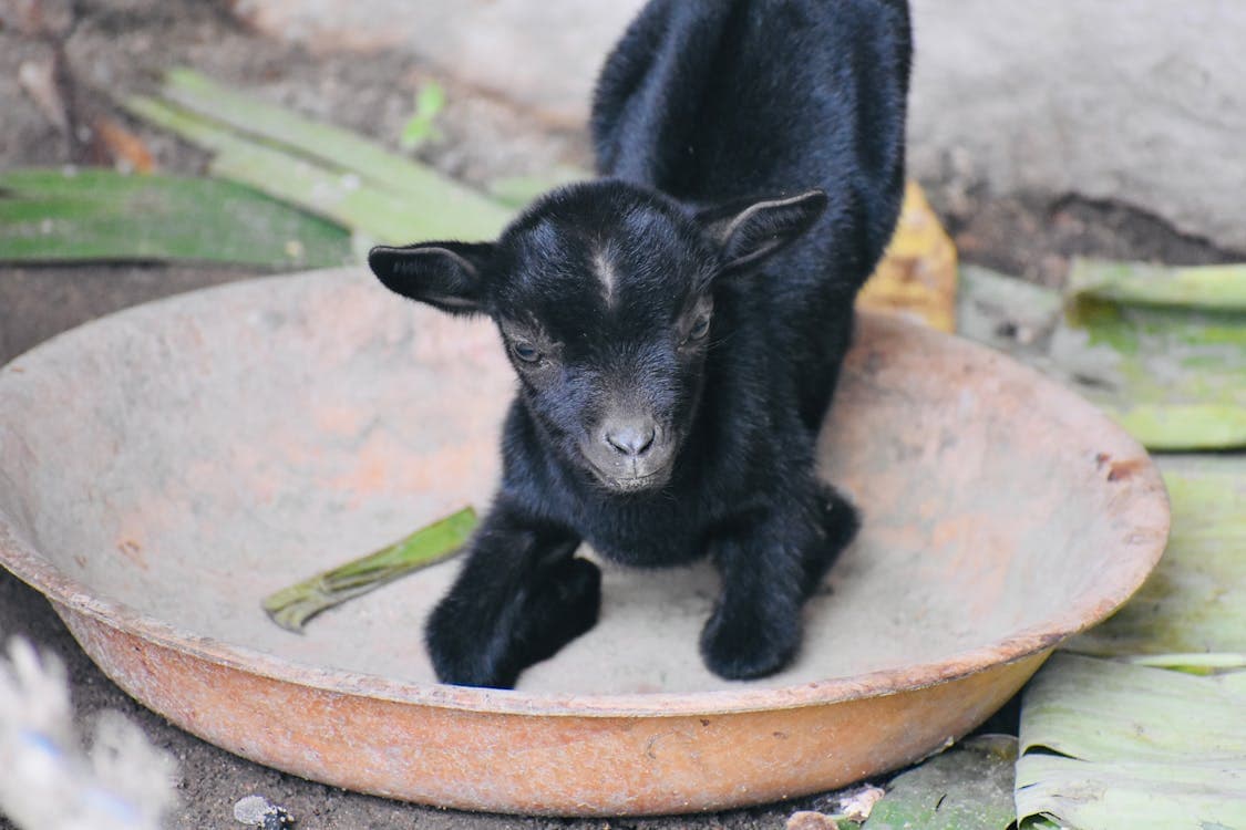 Understanding Goat Behavior: A Guide to Goat Body Language and ...