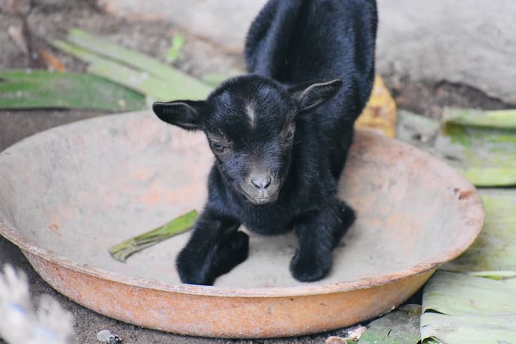 Goat Water Requirements: How Much Water Do Goats Need Daily? | Carefree ...