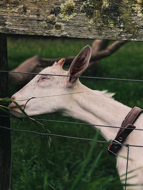 Best Hay for Goats: Top Choices for Optimal Nutrition | Carefree Goats ...