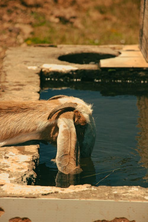 Goat Water Requirements: How Much Water Do Goats Need Daily? | Carefree ...