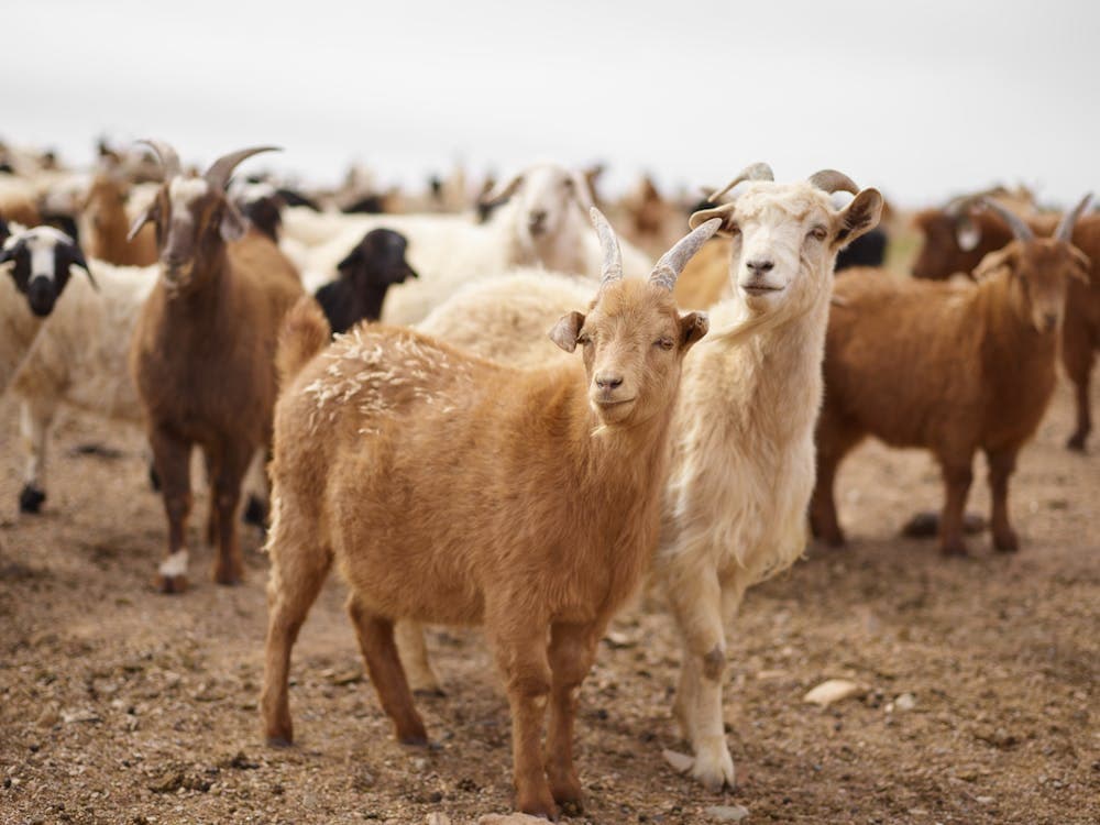 How Much Does a Pygmy Goat Cost? Complete Price & Cost Guide 2026 ...