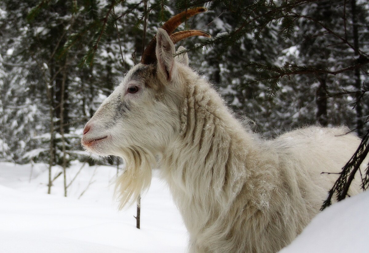 Finnish Landrace Goat: Complete Breed Guide 2025 | Dairy Production ...