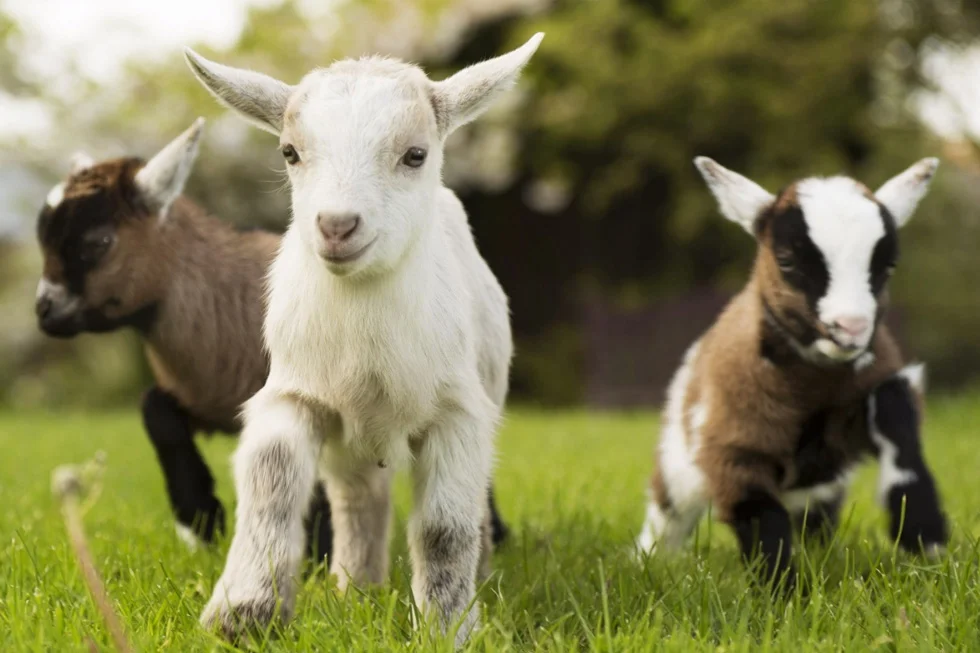 Pygmy Goat Size: How Big Do Pygmy Goats Get? Full Grown Guide ...