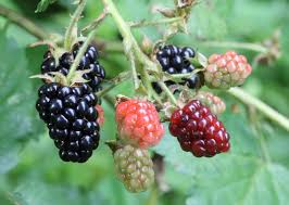 Can Goats Eat Blackberries? A Complete Safety and Feeding Guide ...