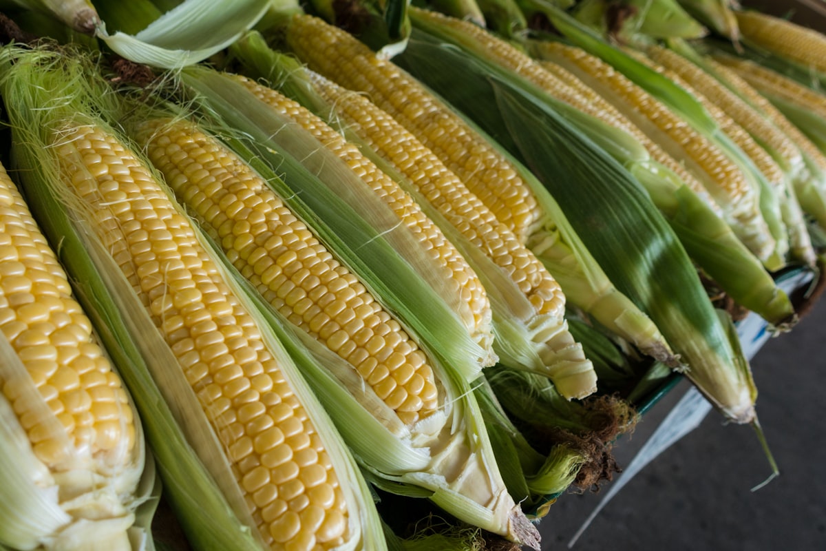 Can Goats Eat Corn? A Complete Guide to Feeding Corn Safely | Carefree ...