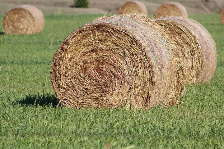 Can Goats Eat Hay? Complete Guide to Feeding Hay to Your Goats ...