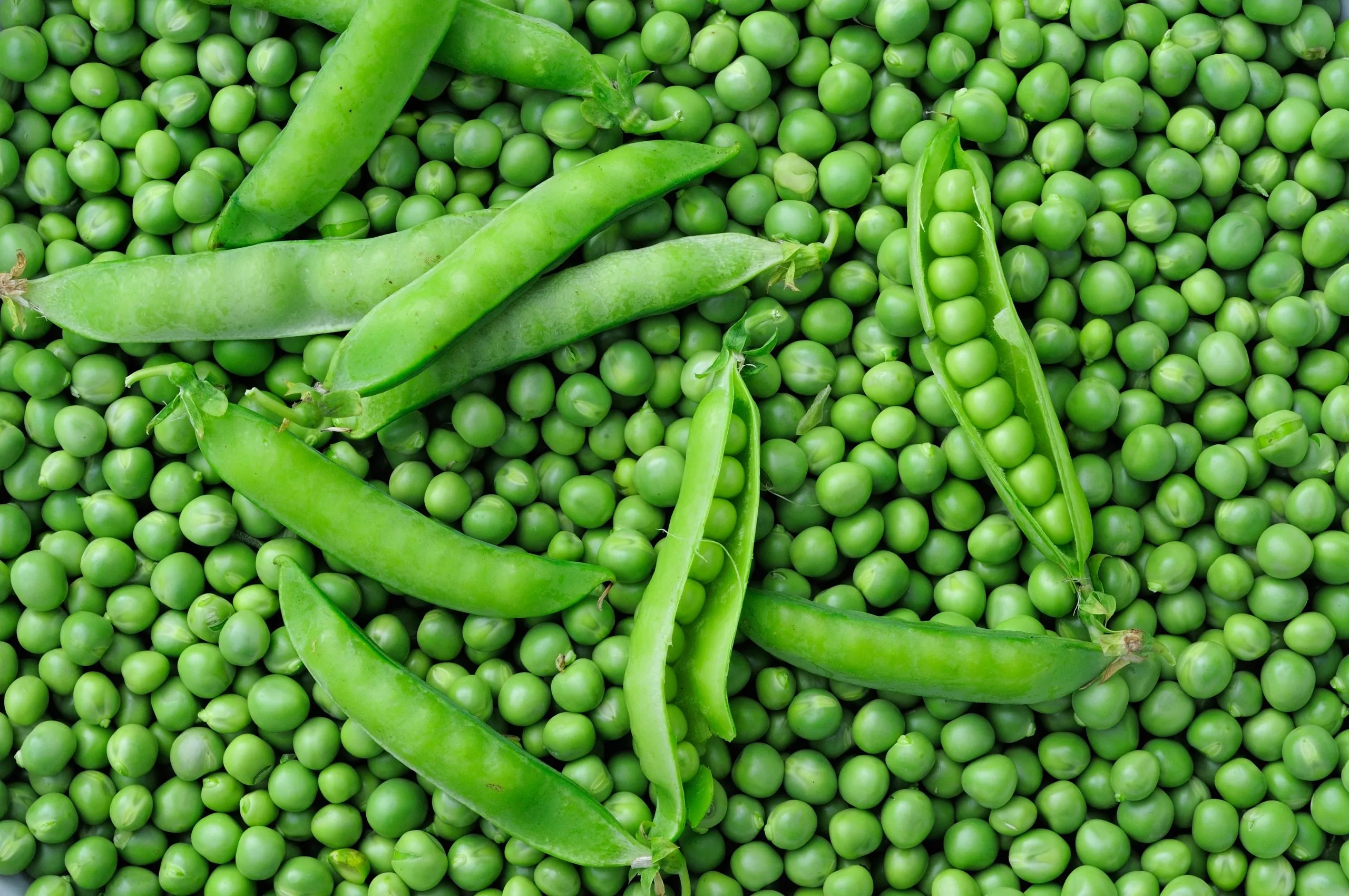 Can Goats Eat Peas? A Complete Guide to Feeding Peas to Your Goats ...