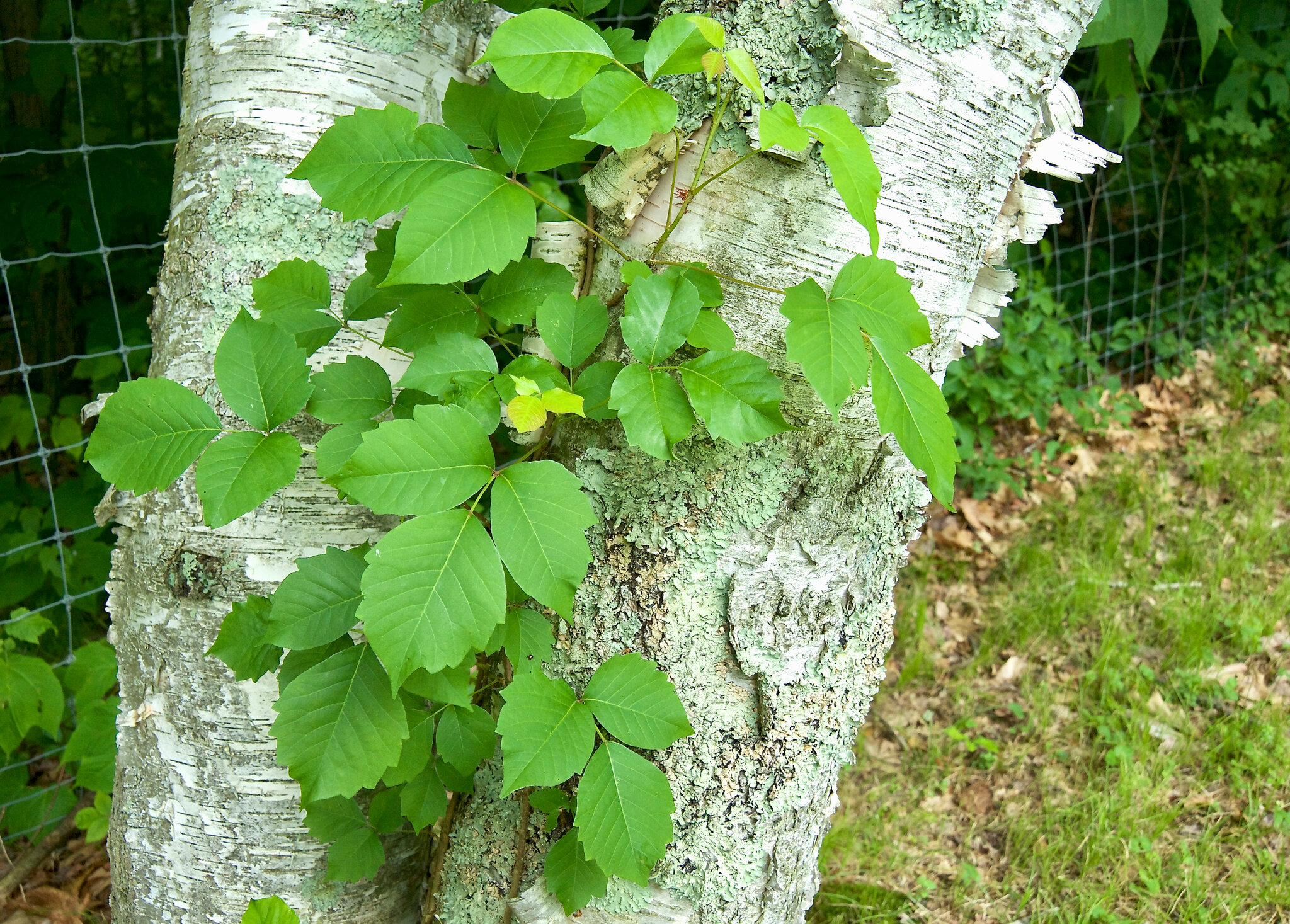 Can Goats Eat Poison Ivy? Your Complete Guide to Natural Brush Clearing ...