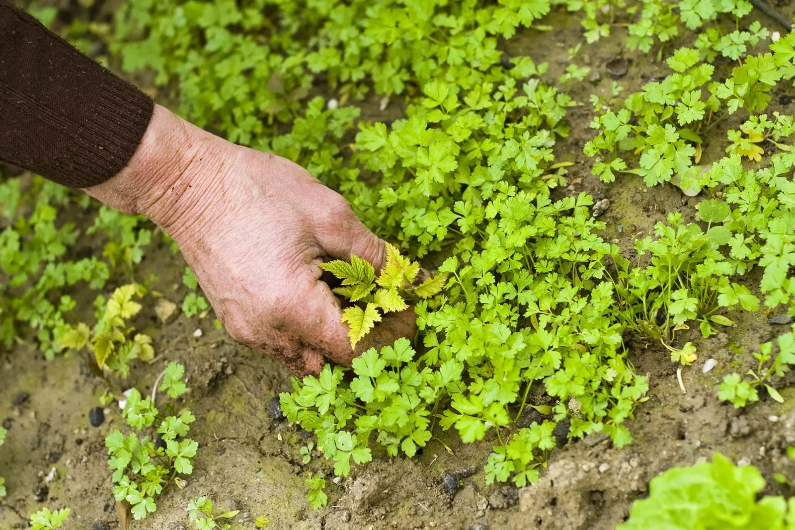 Can Goats Eat Weeds? Complete Guide to Goats as Natural Weed Control ...